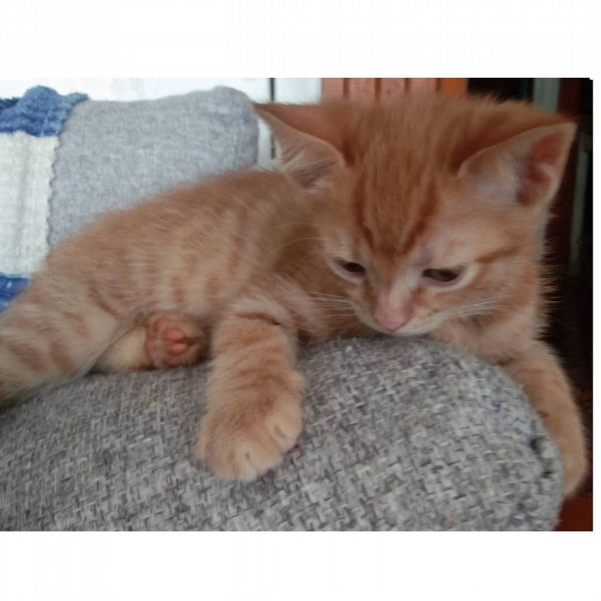 Котята в добрые руки бесплатно девочка