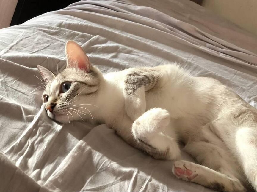 Кошка