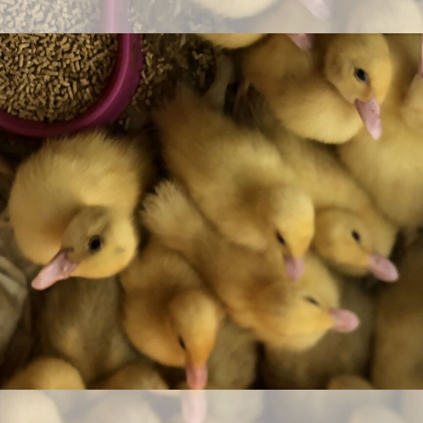 Мускусные утята тяжелой линии