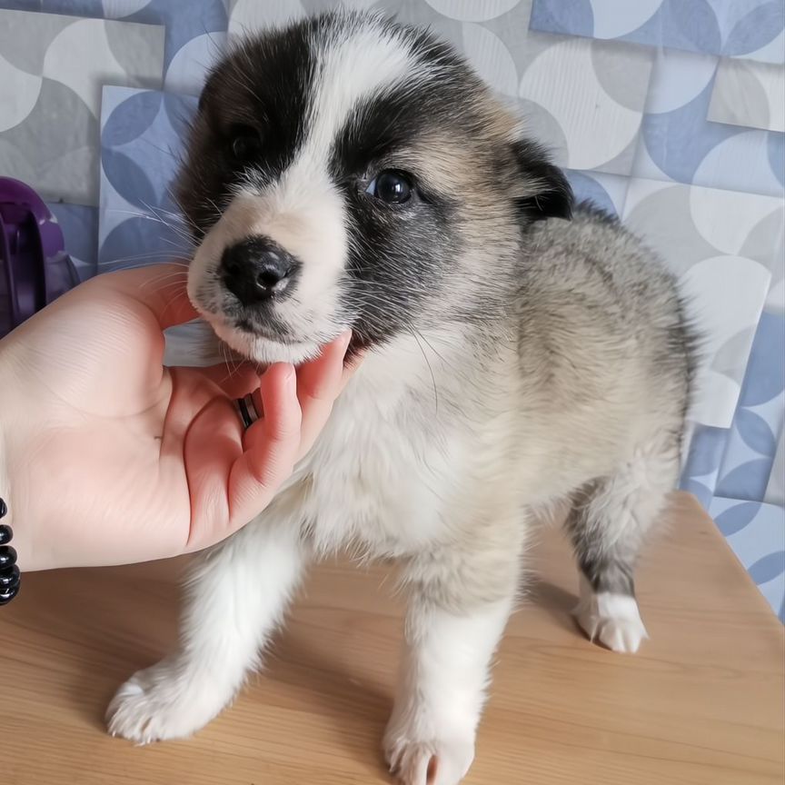 Щенок в добрые руки