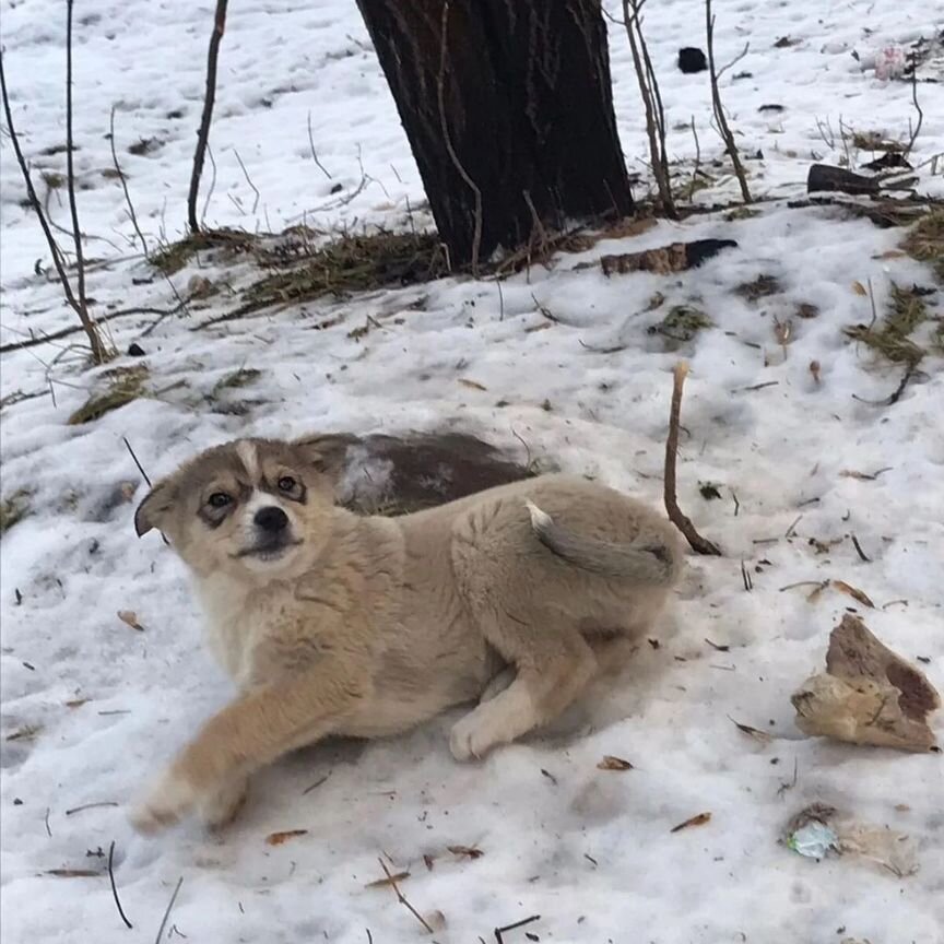 Щенок в добрые руки