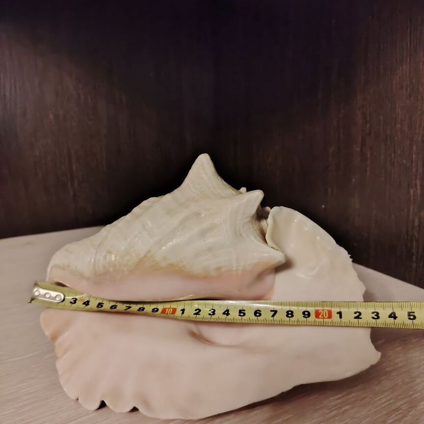 Ракушка морская большая