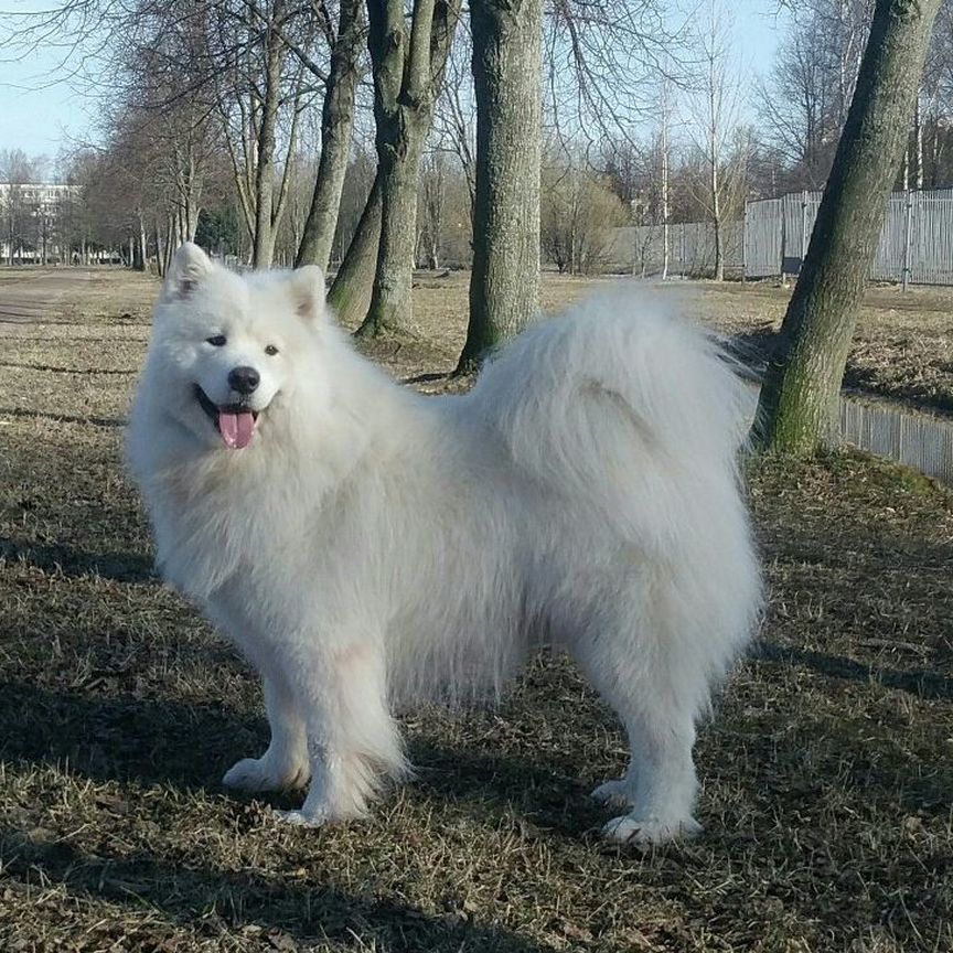 Самоед вязка