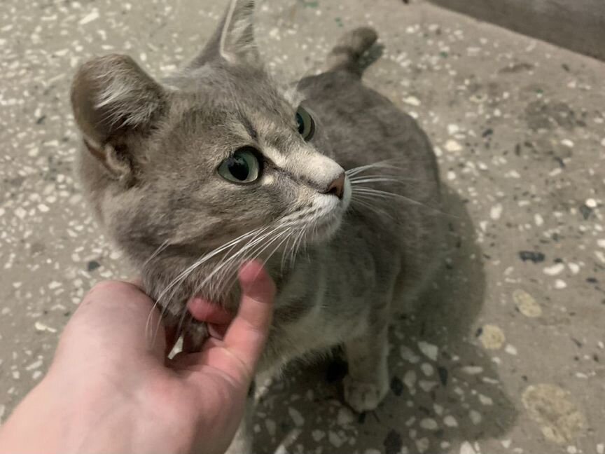 Беременная кошка