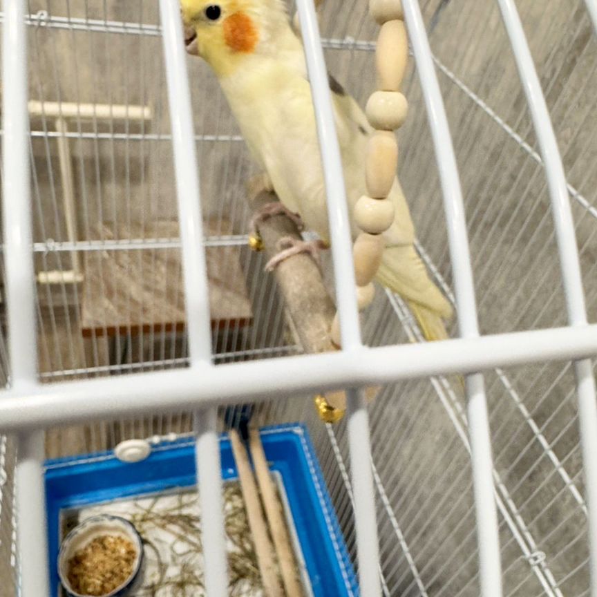 Попугай корелла с клеткой