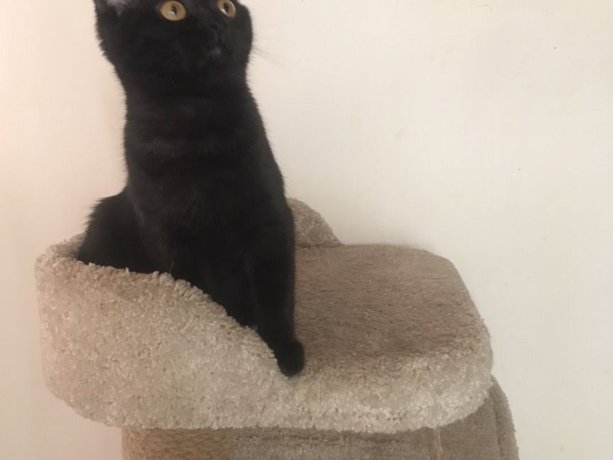 Кошка