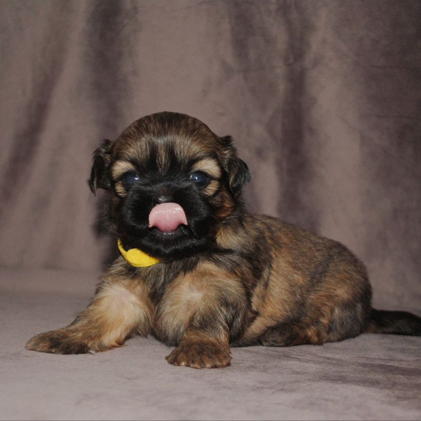 Питомник ши-тцу щенки