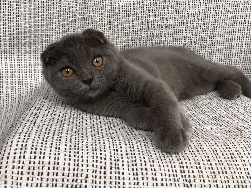 Шотландские вислоухие котята