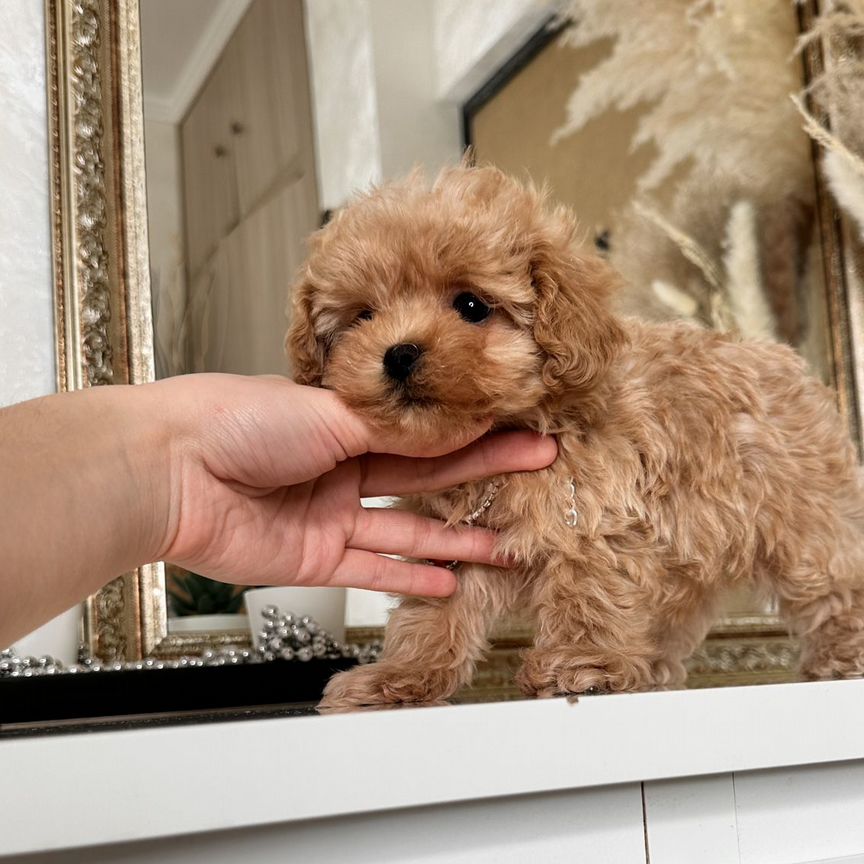 Мальтипу, щенок