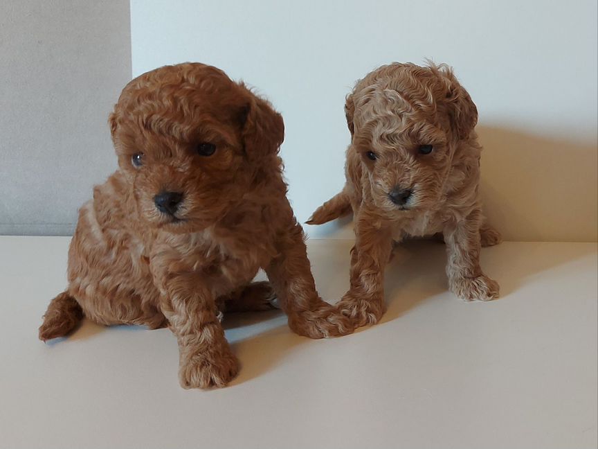 Той-пудель девочка