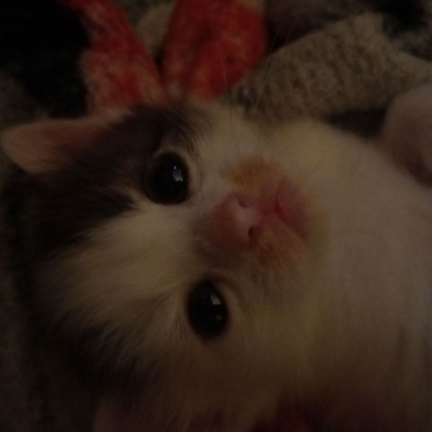 Котята в добрые руки бесплатно