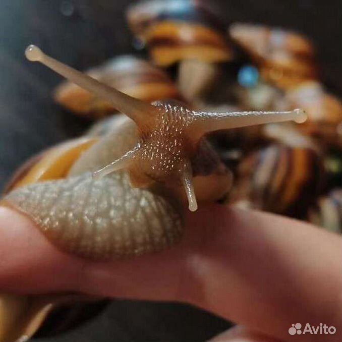 Улитки ахатины гибриды