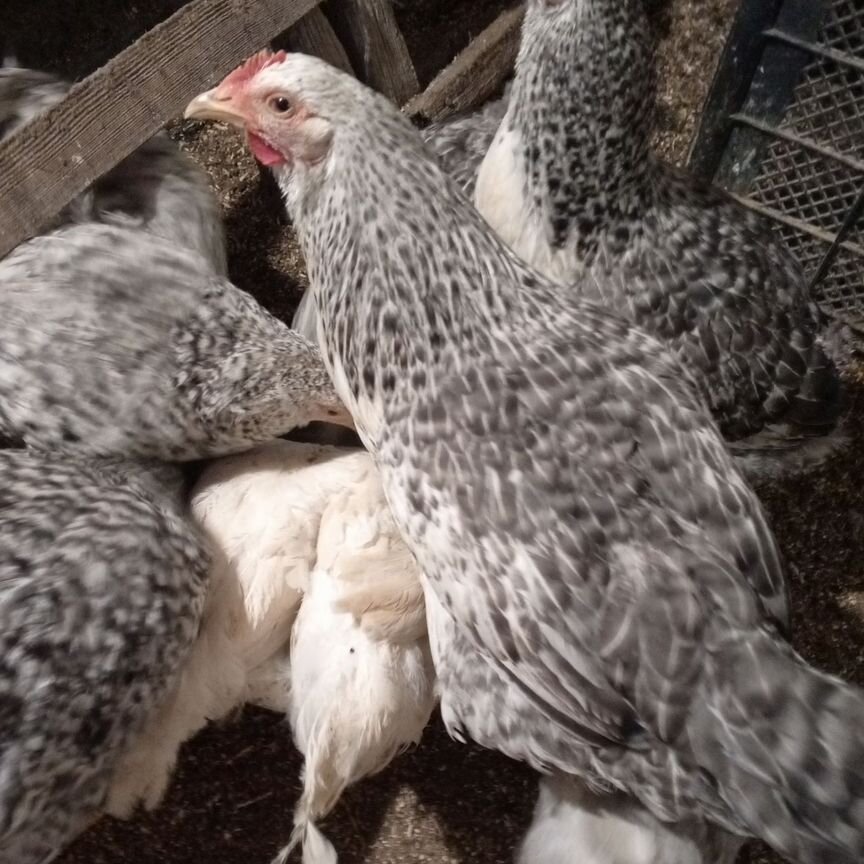 Куры несушки