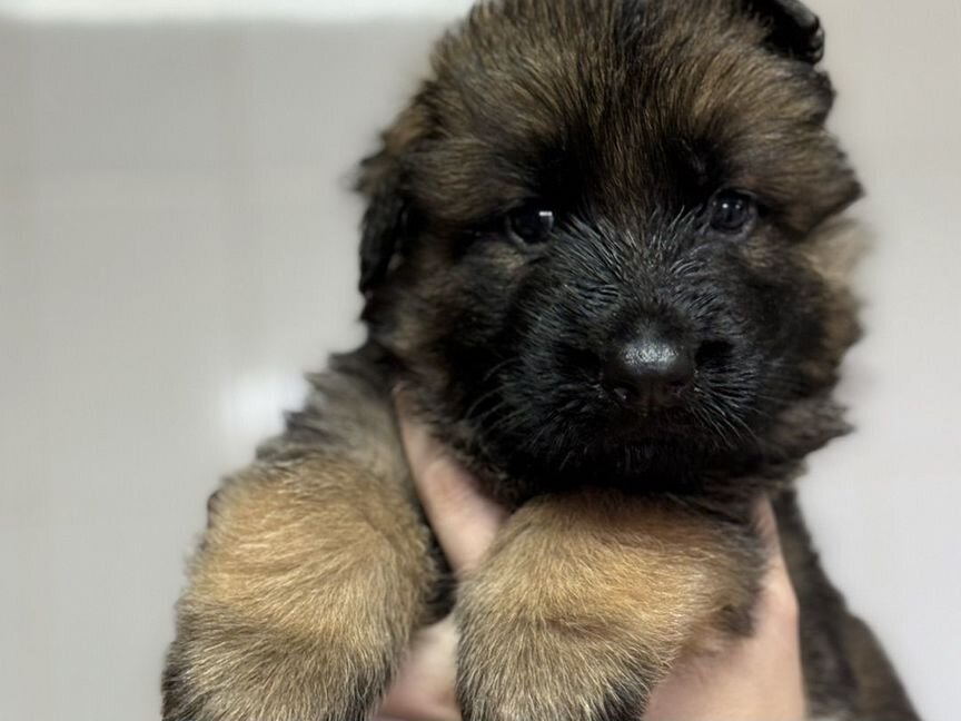 Длинношерстная немецкая овчарка