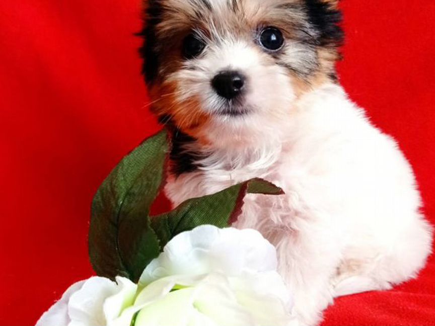 Бивер девочки