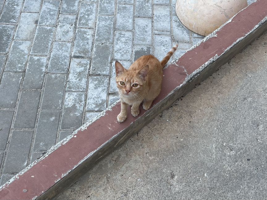 Кошечка в добрые руки