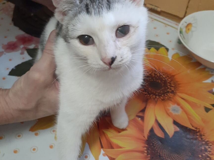 Котенок сибирской породы