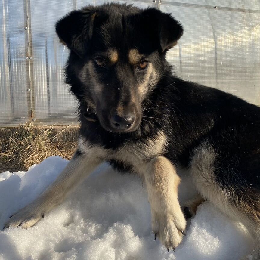 Щенок в добрые руки