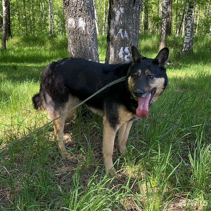 Красивый Ричард из приюта в дар