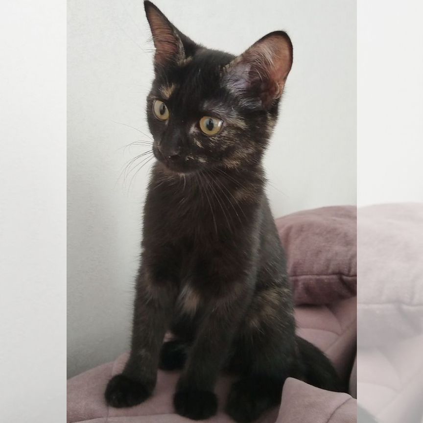 Котёнок