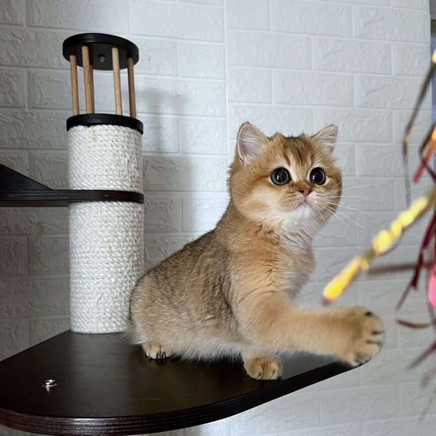 Золотая девочка