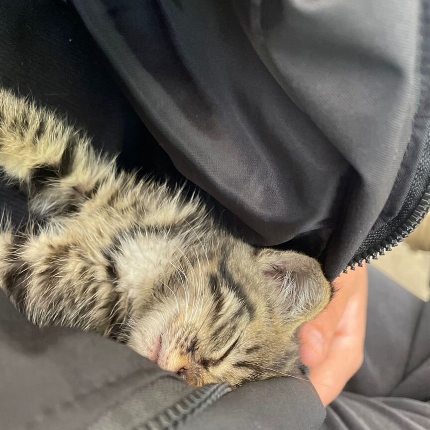Котёнок в добрые руки