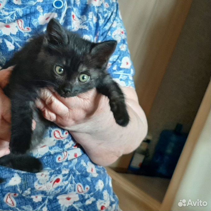 Мальчик необычного окраса