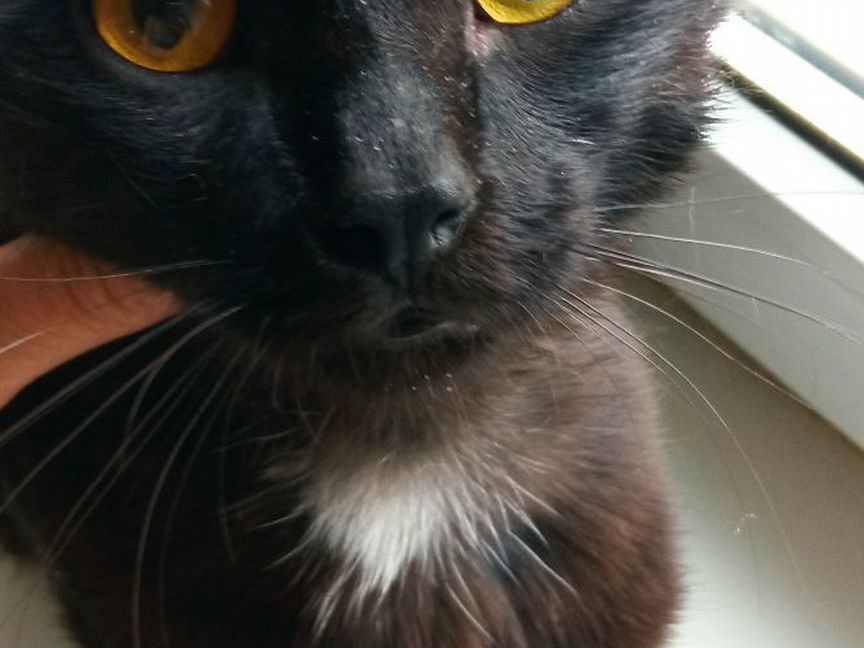 Котик Тео. в добрые руки