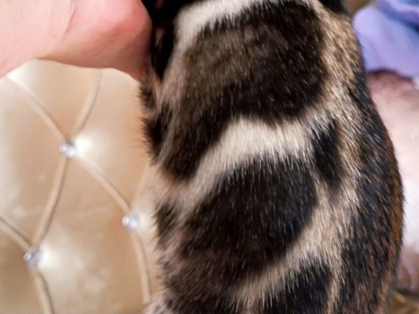 Потрясающая красотка