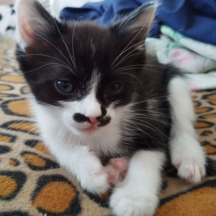 Котенок в добрые руки