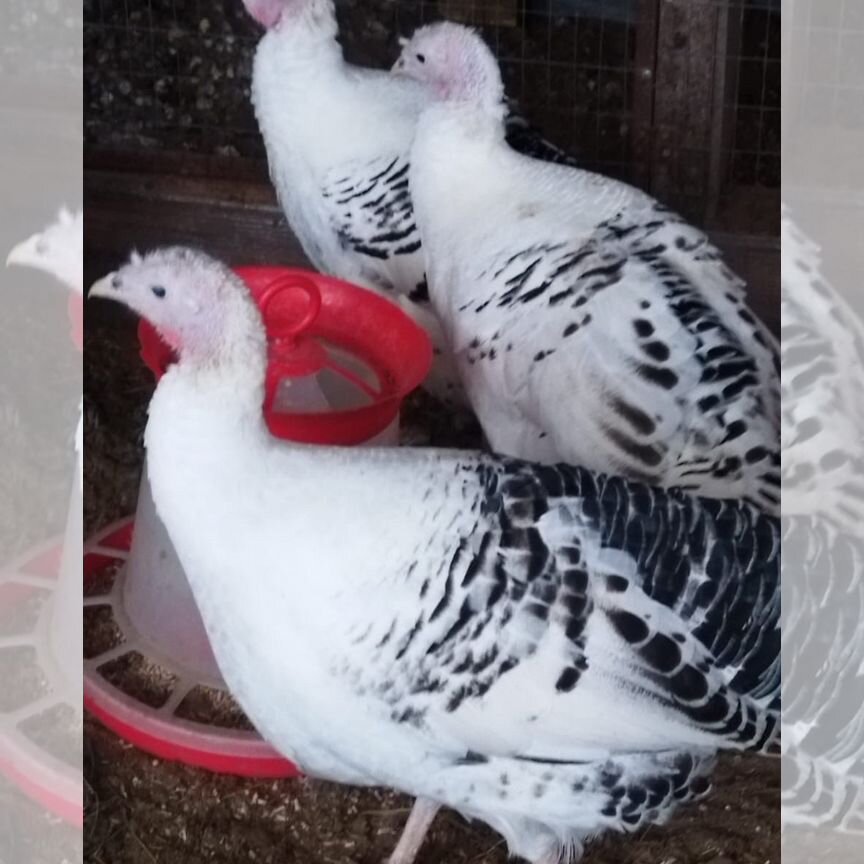 Индюки Королевская Пальма