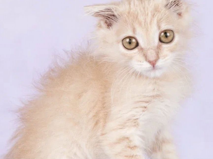 Котёнок девочка 1,5 месяца