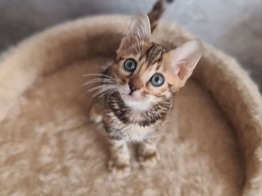 Котятки все с документами