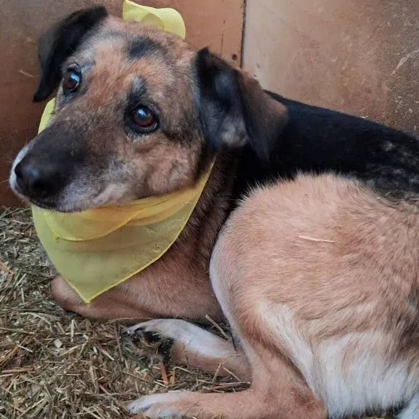 Взрослая собака в добрые руки