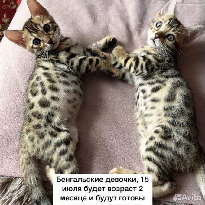 Бенгальские котята, 2 девочки