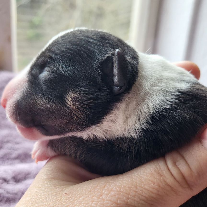 Бультерьер, щенок