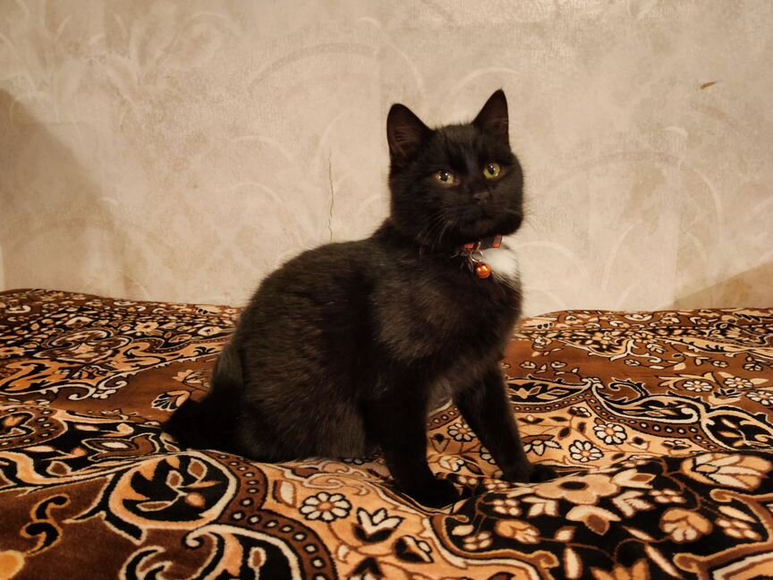 Красотка Лори