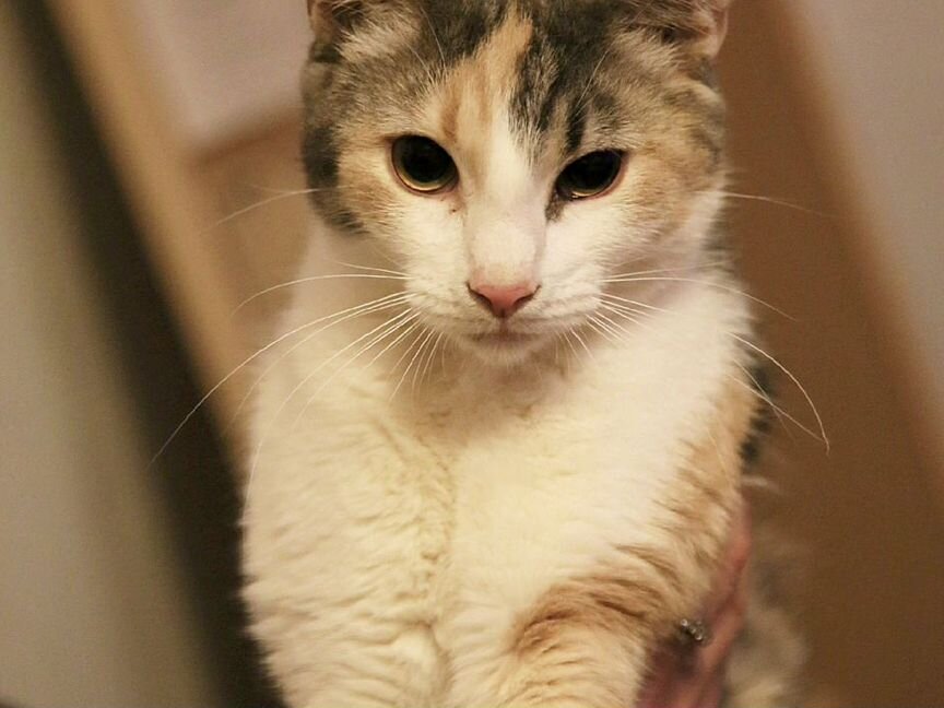 Кошечка, котенок ищет семью