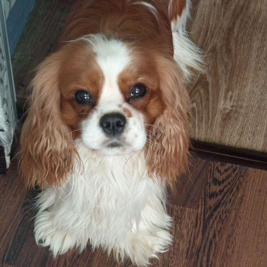 Кинг чарльз спаниель для вязки