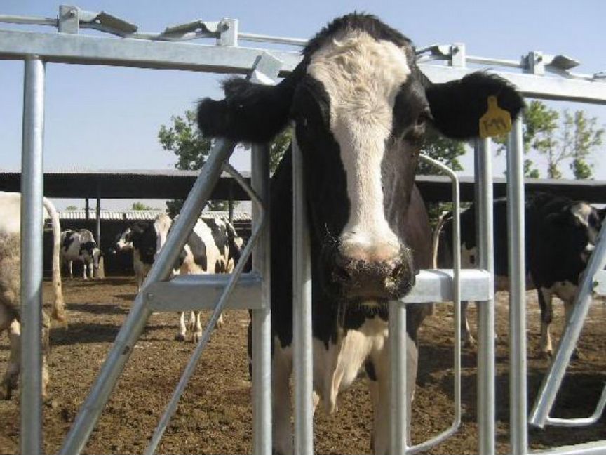 Хедлоки для крс