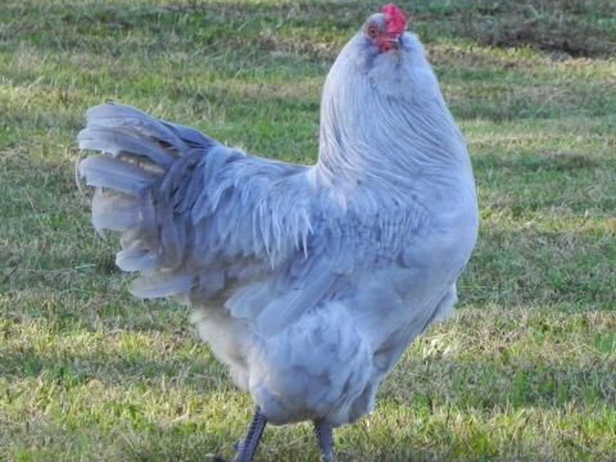 Петух амераукана лаванда