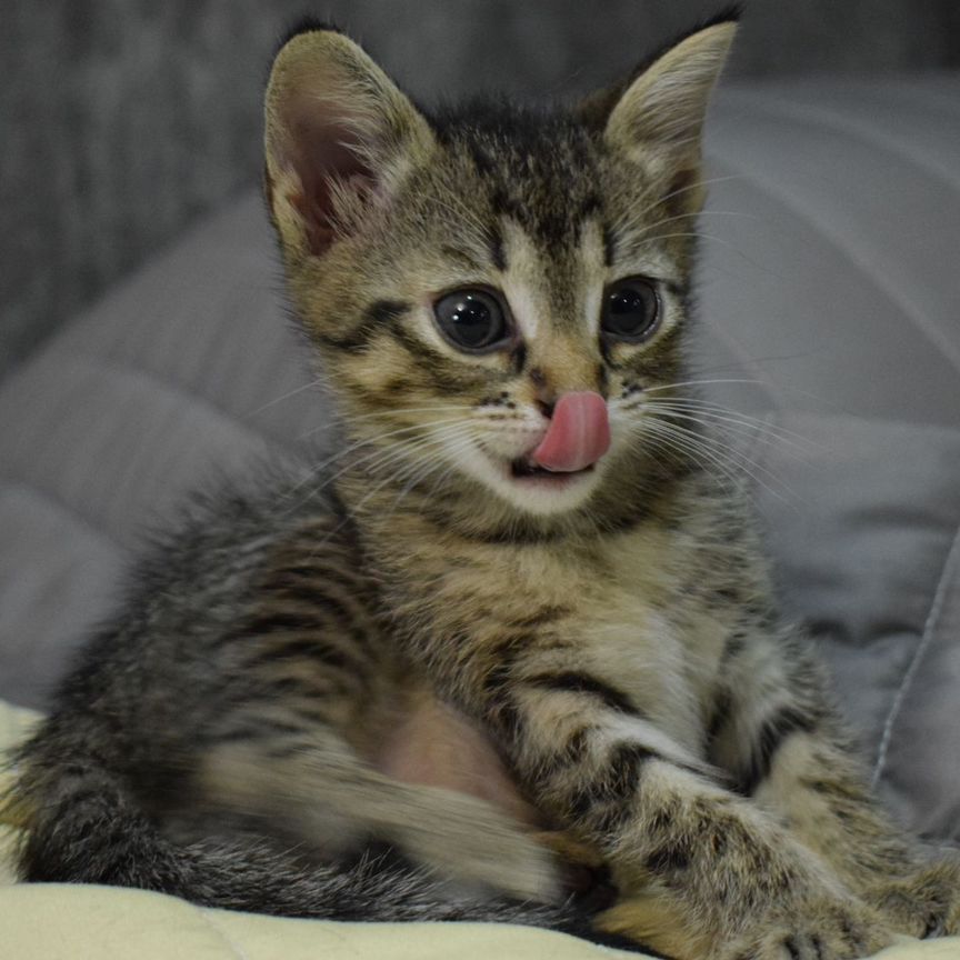 Котёнок в добрые руки