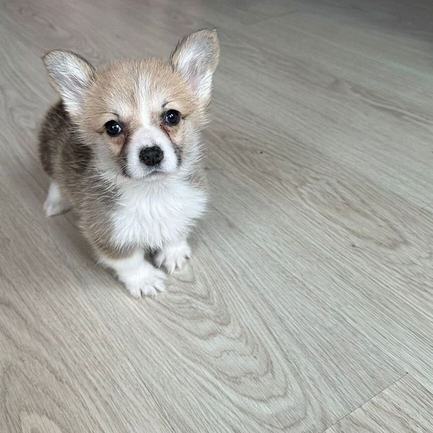 Классные корги привитые