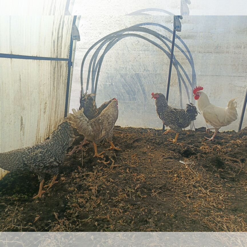 Петух молодой домашний