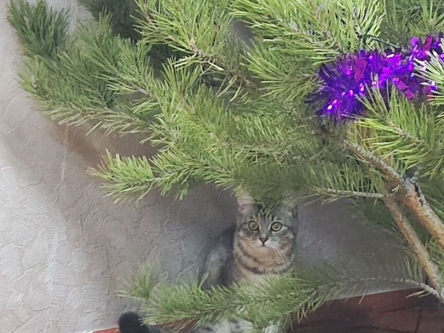 Домашние животные кошки