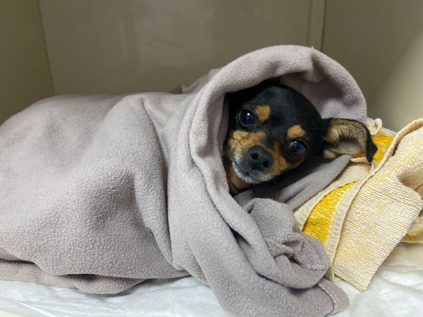 Собака маленькая порода