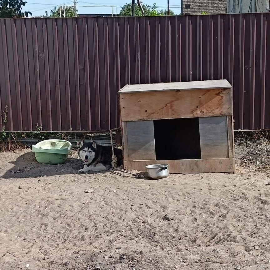 Хаски ищет дом