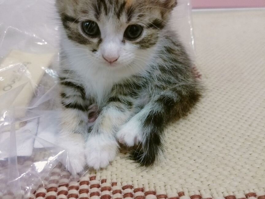 Кошки в добрые руки бесплатно 2 мал. и 3 дев