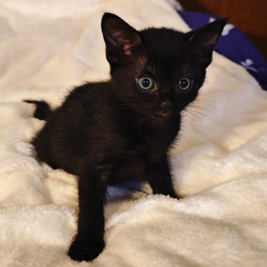 Абсолютно черные котята