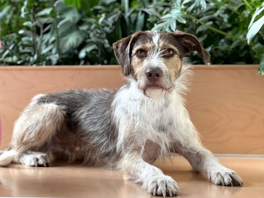 Дратхаар Леша в добрые руки